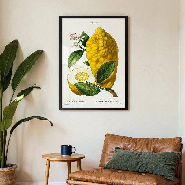 Citrus Medica Vintage Botanical Poster – Kuriosis Fine Art GmbH