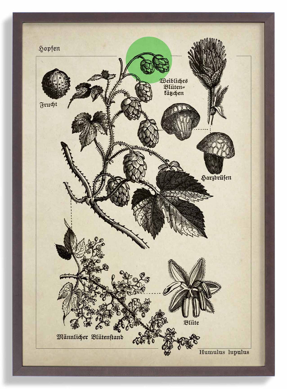 Hops – Vintage Botanical Illustration Poster – Kuriosis Fine Art GmbH