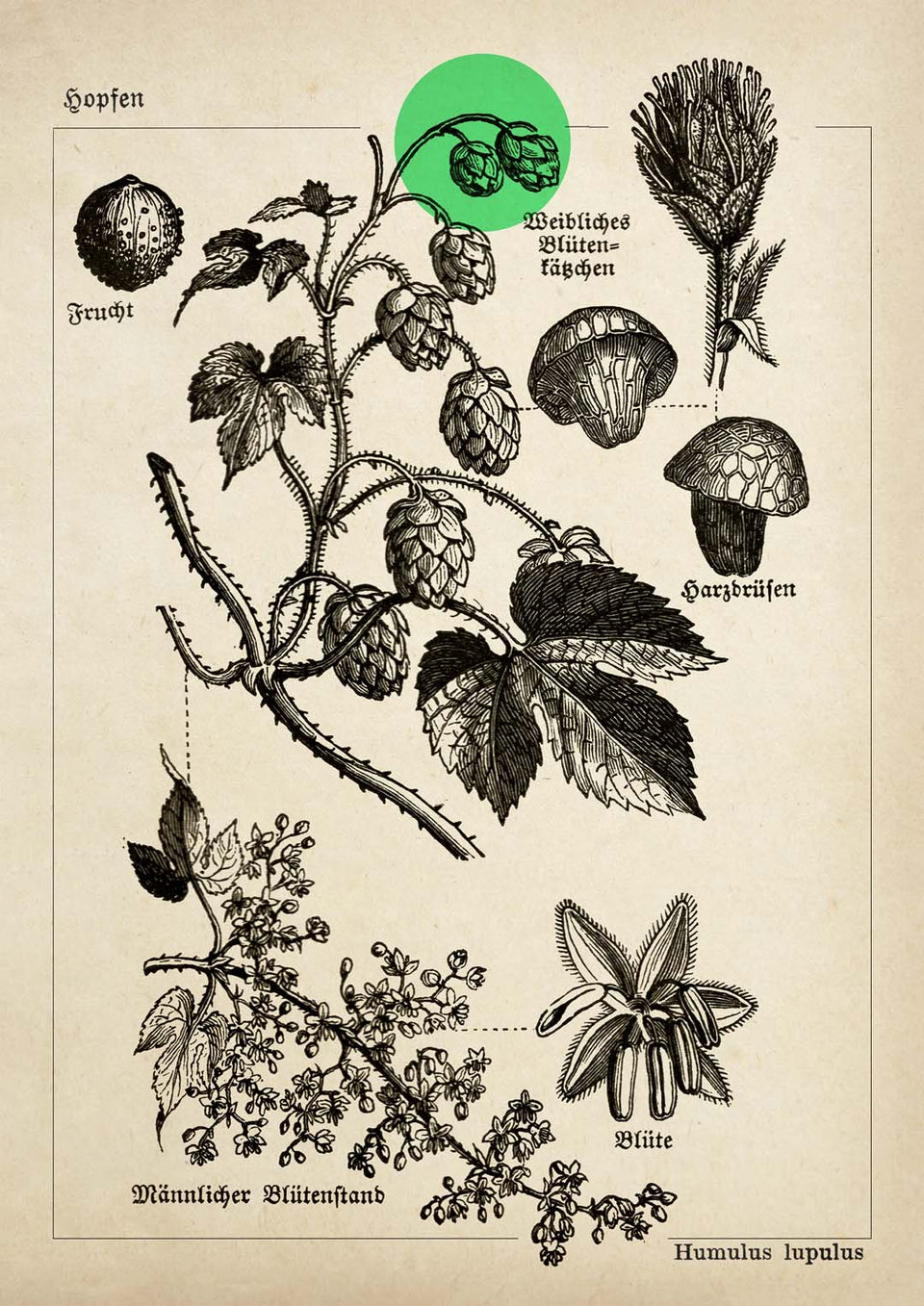 Hops Botanical Poster – Kuriosis Fine Art GmbH
